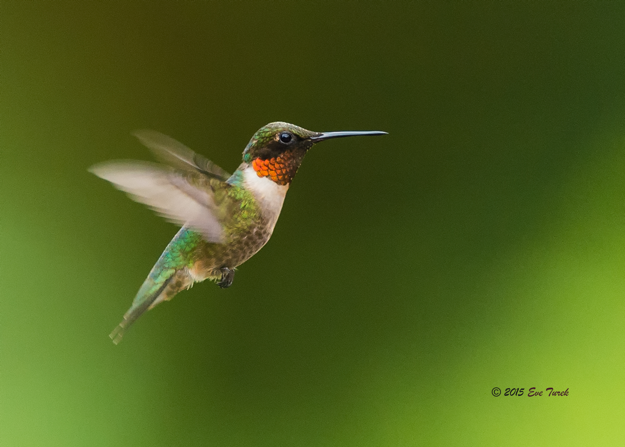 Hummingbird in Flight : SeaDragon & Yellowhouse Gallery
